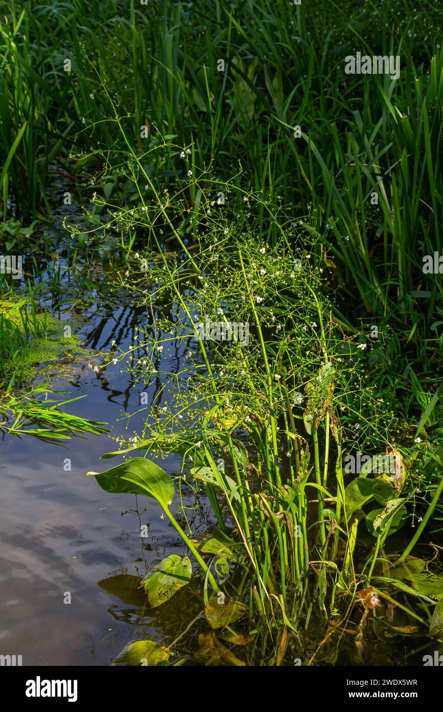 Phreatophyte. American water plantain Alisma plantago-aquatica in ...