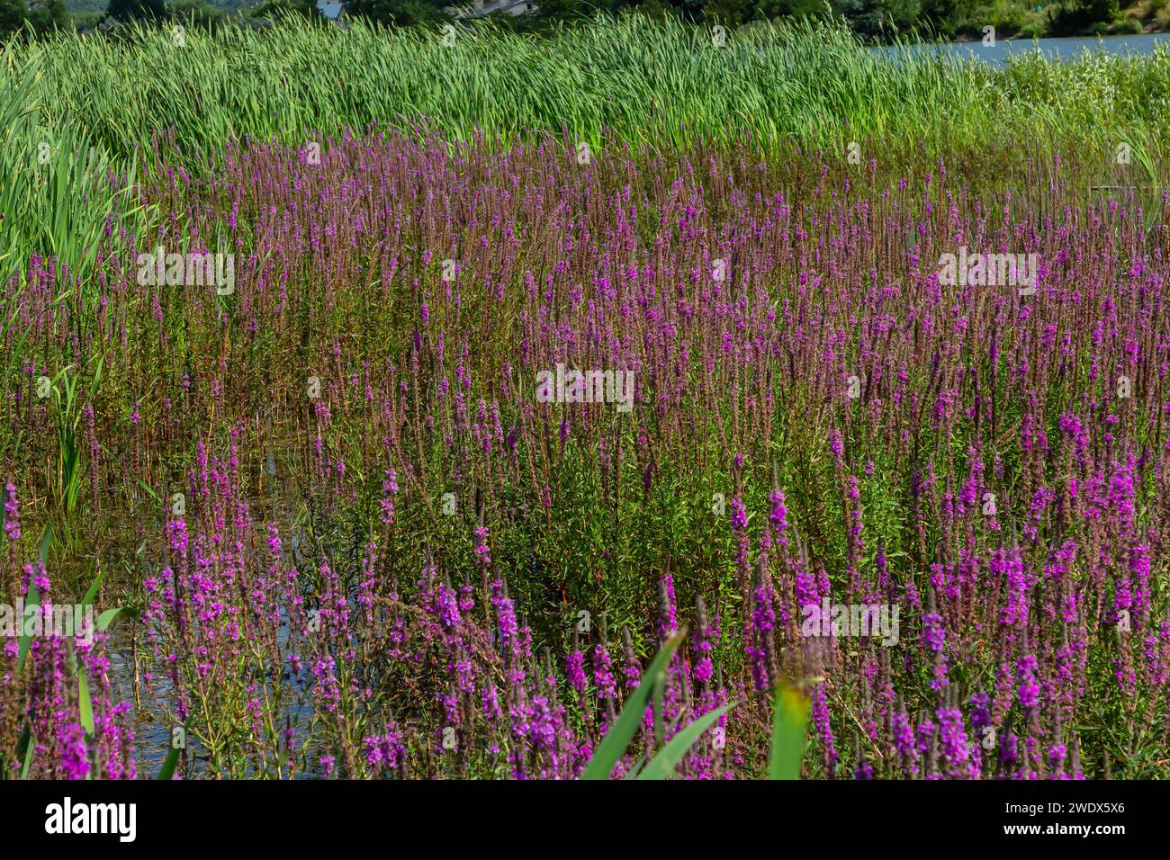Purple loosestrife Lythrum salicaria inflorescence. Flower spike of ...
