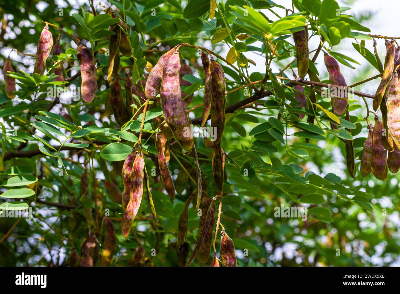 Robinia pseudoacacia, commonly known as black locust with seeds Stock ...