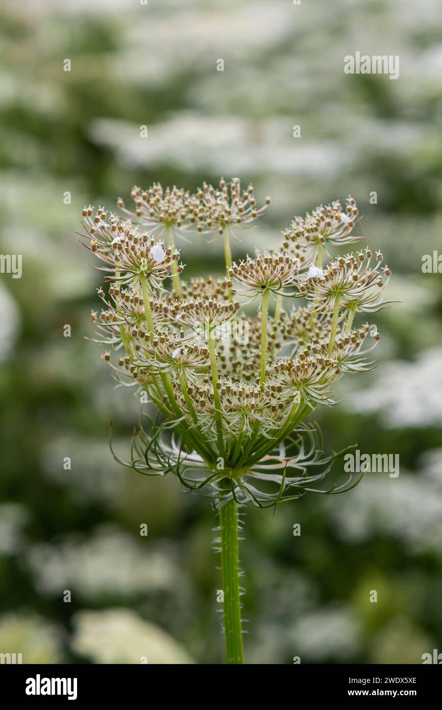 Daucus carota known as wild carrot blooming plant Stock Photo - Alamy