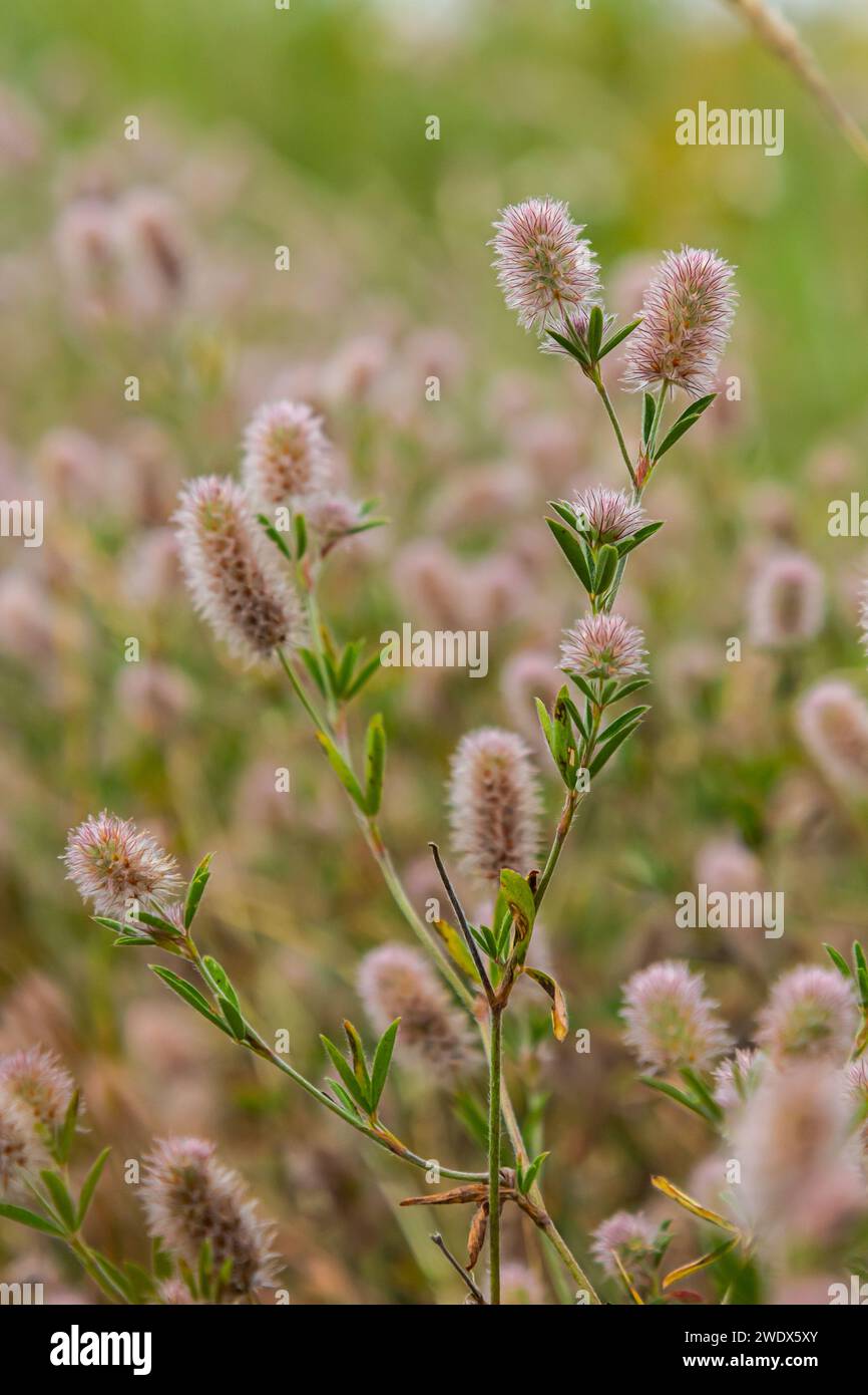 Trifolium arvense closeup. Fluffy clover in a meadow. Summer flora ...