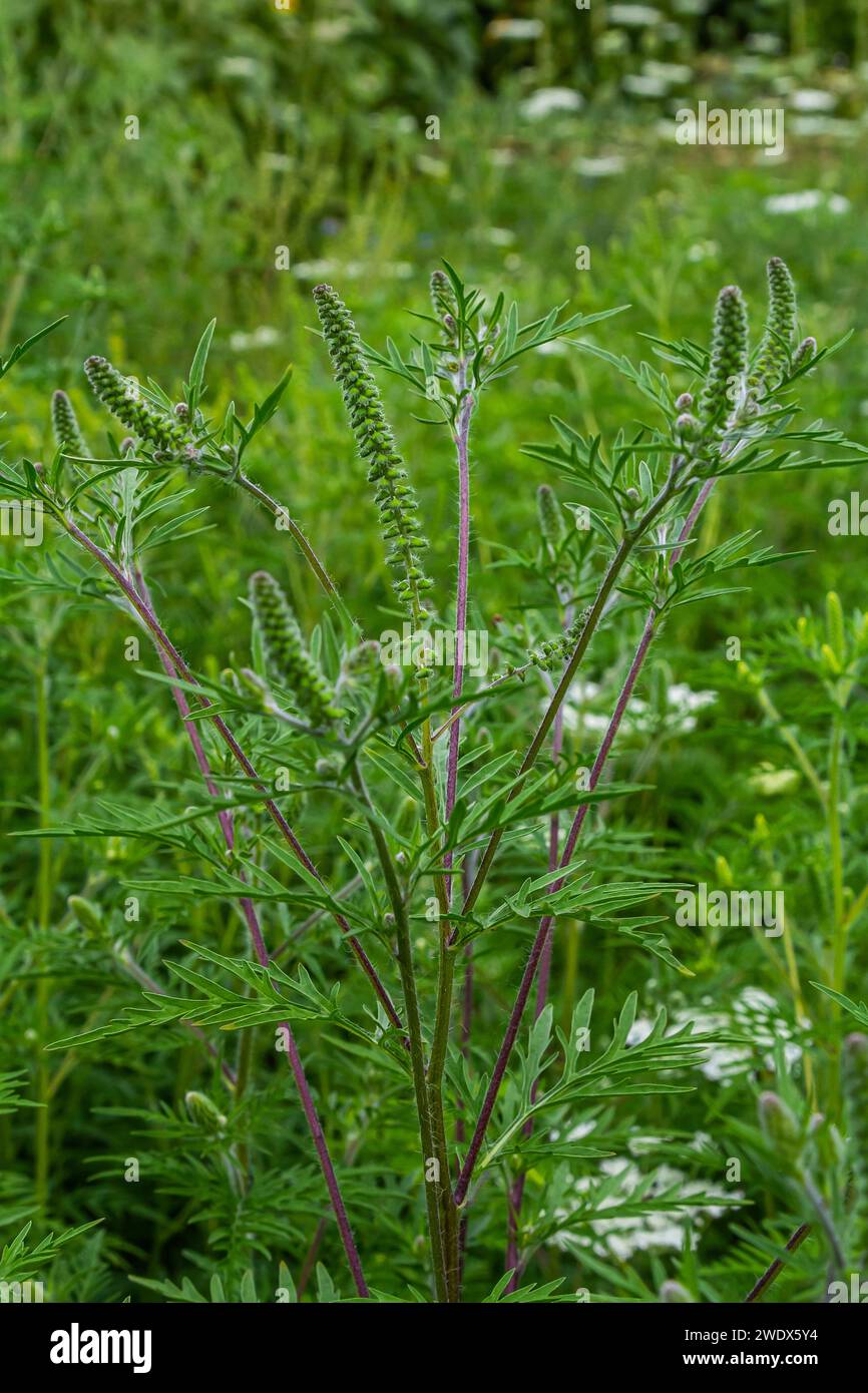 Flower of a common ragweed, Ambrosia artemisiifolia Stock Photo - Alamy