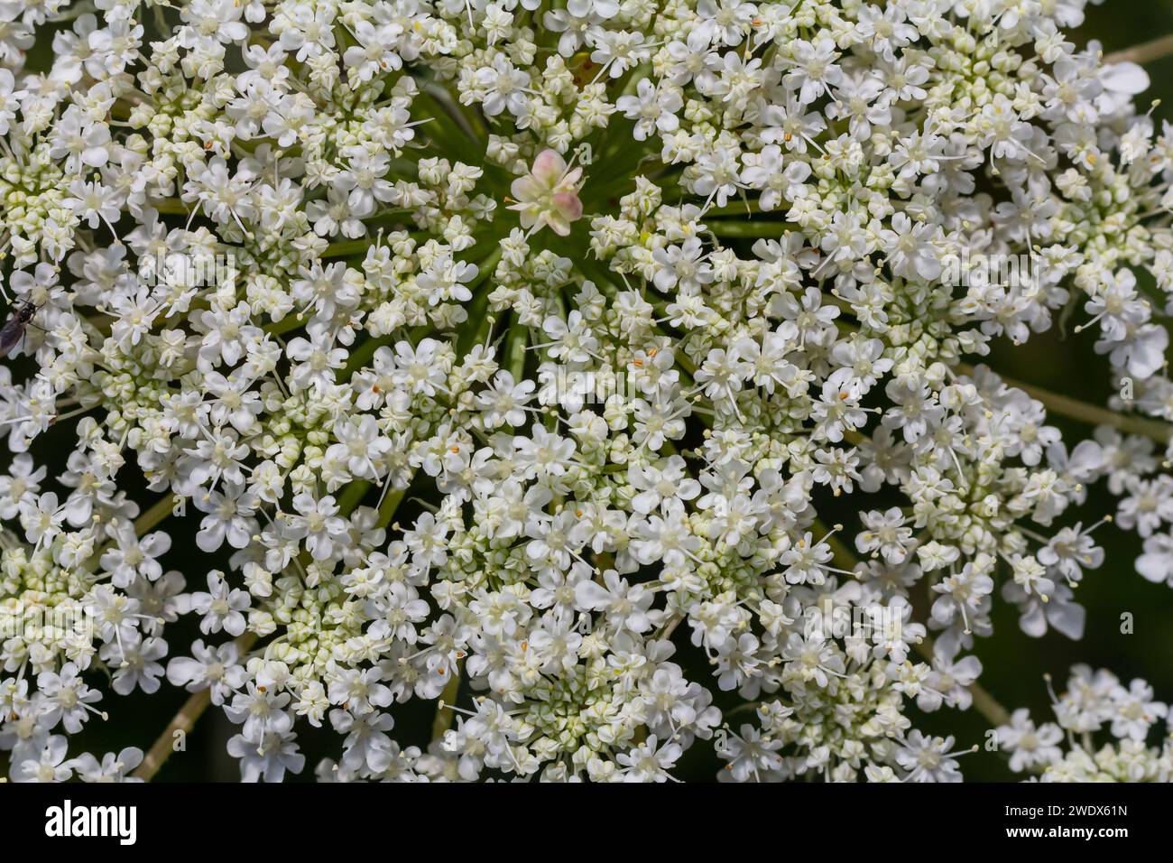Daucus carota known as wild carrot blooming plant Stock Photo - Alamy