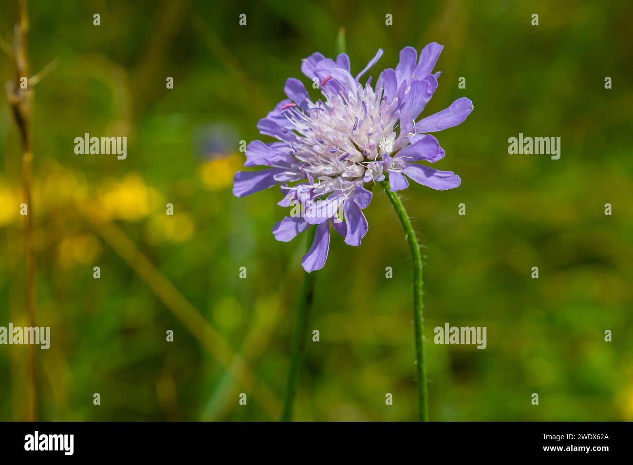 Close-up of a pink colored field scabious Knautia arvensis blooming on ...
