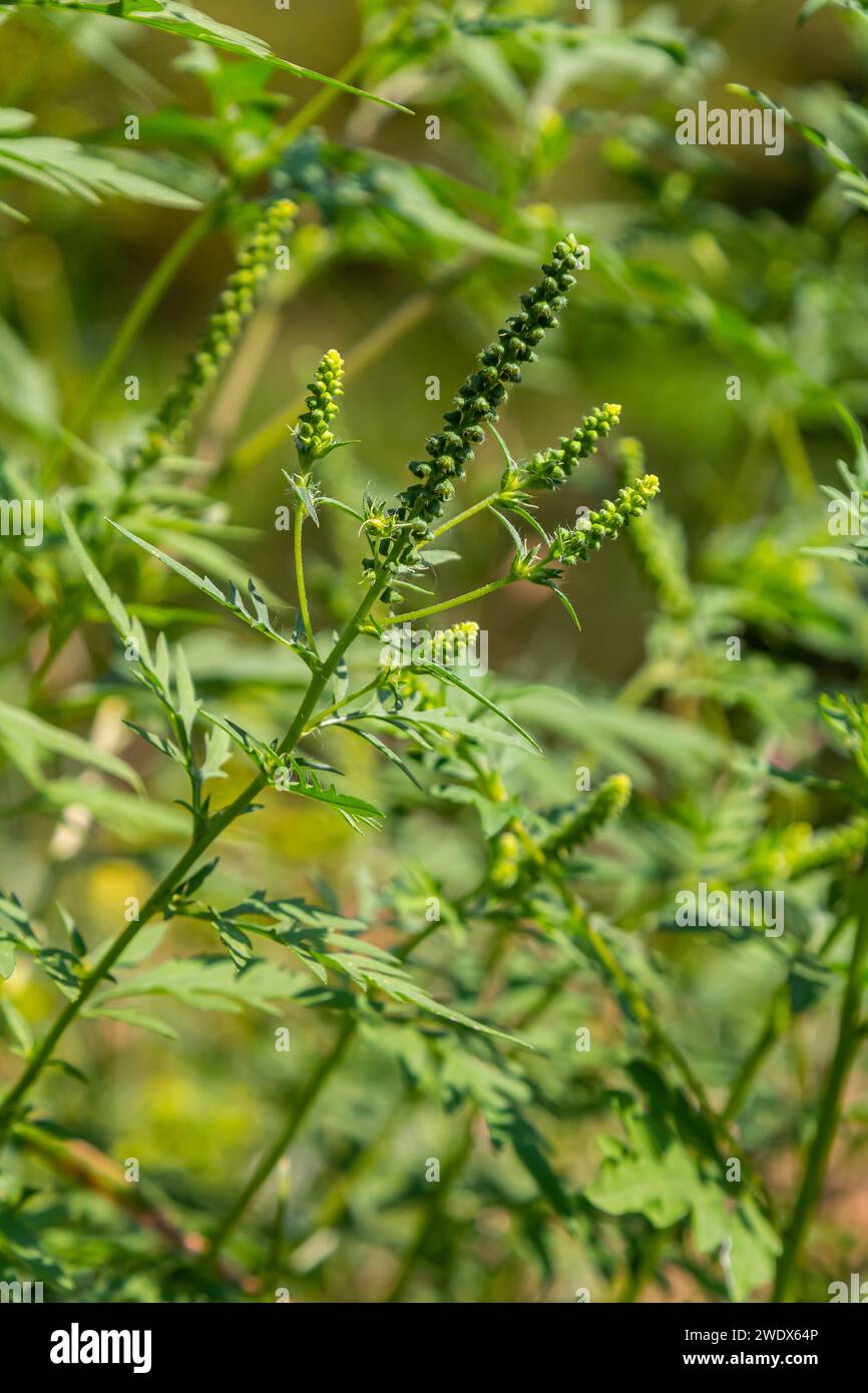 Flower of a common ragweed, Ambrosia artemisiifolia Stock Photo - Alamy
