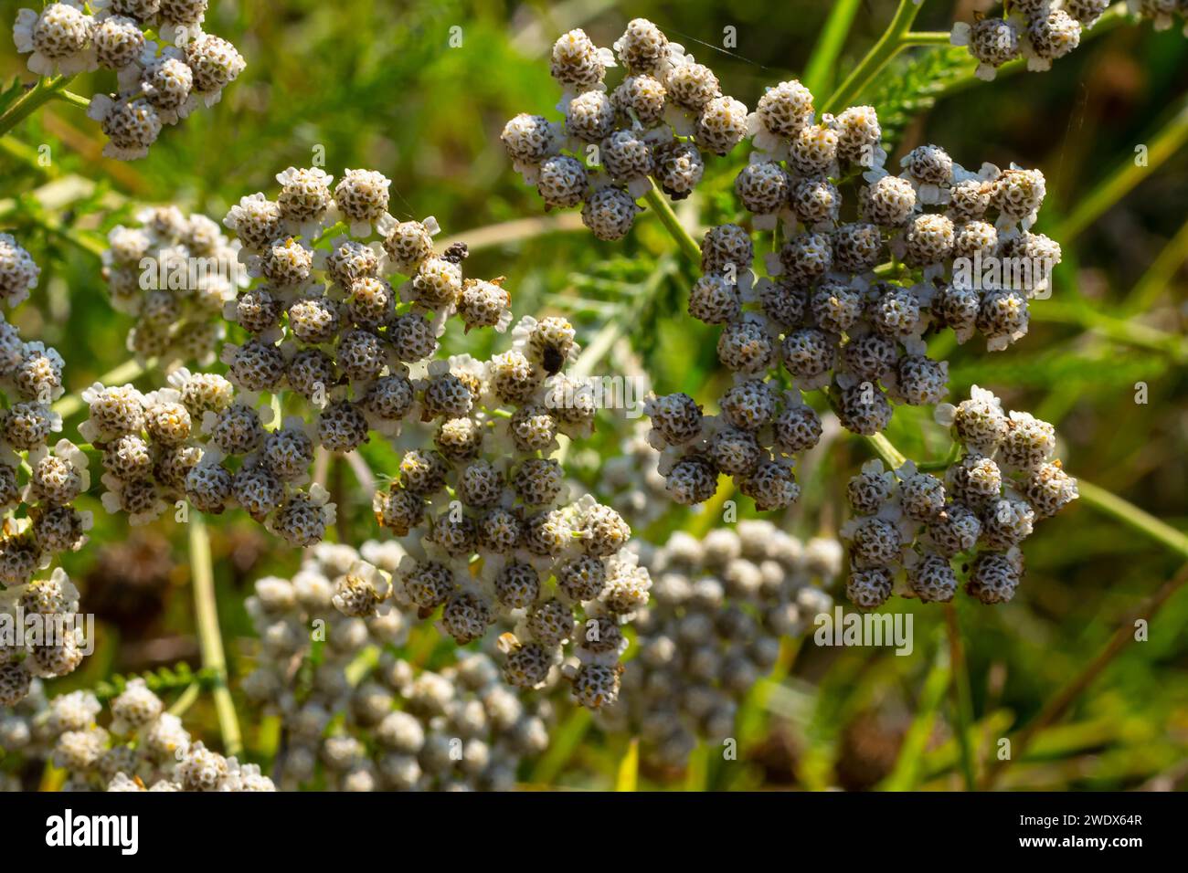Common yarrow Achillea millefolium white flowers close up, floral ...