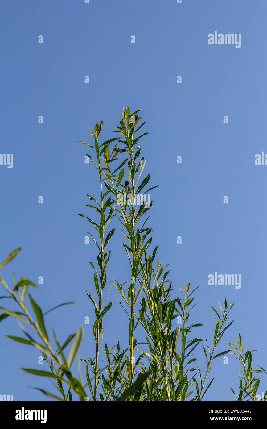 Salix purpurea purple willow or osier is a species of Salix native to ...