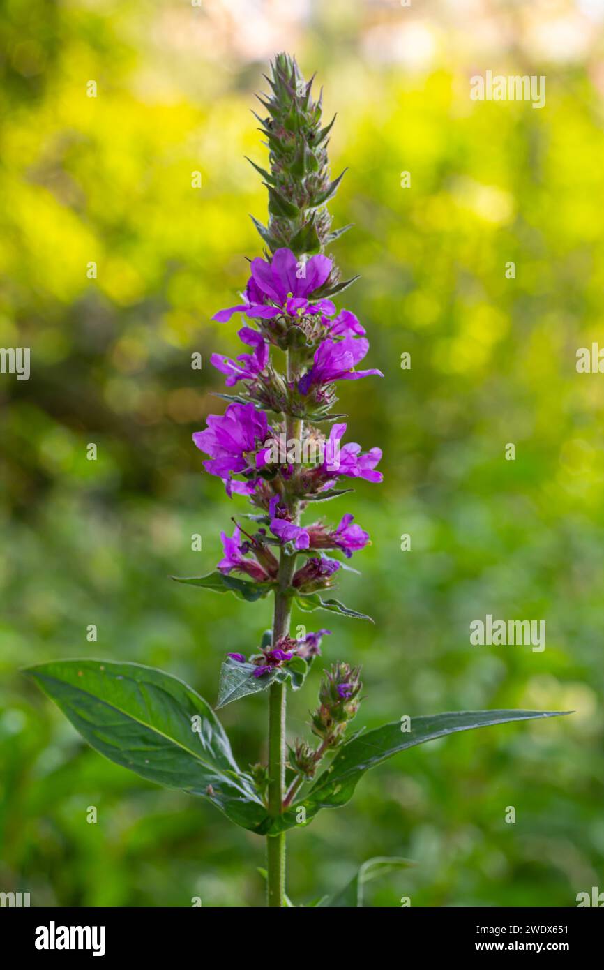 Purple loosestrife Lythrum salicaria inflorescence. Flower spike of ...