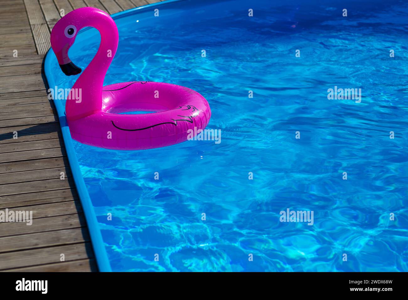 pink flamingos in the pool Stock Photo - Alamy