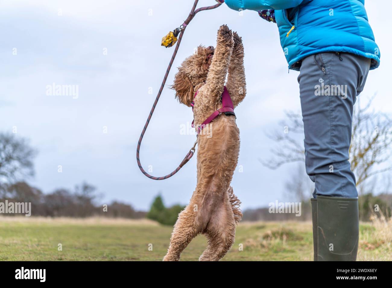 Playful cockerpoo dog standing on hind legs with owner in countryside ...