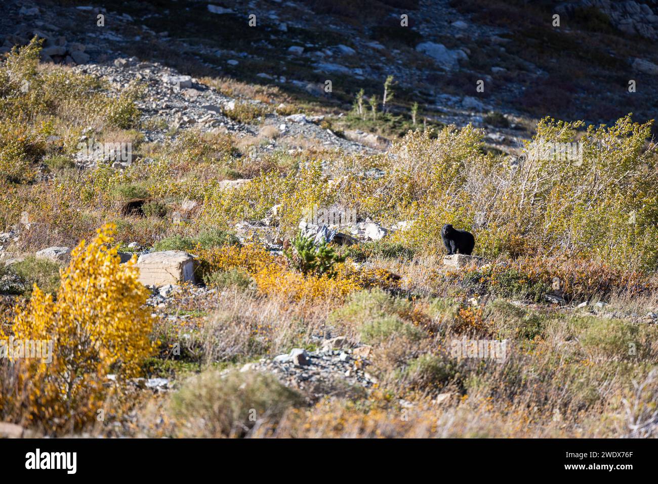 Young black bear standing hi-res stock photography and images - Alamy