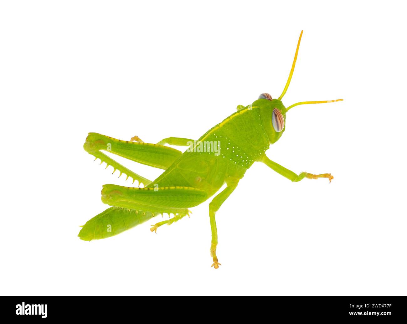 Green Egyptian grasshopper isolated on white background, Anacridium ...