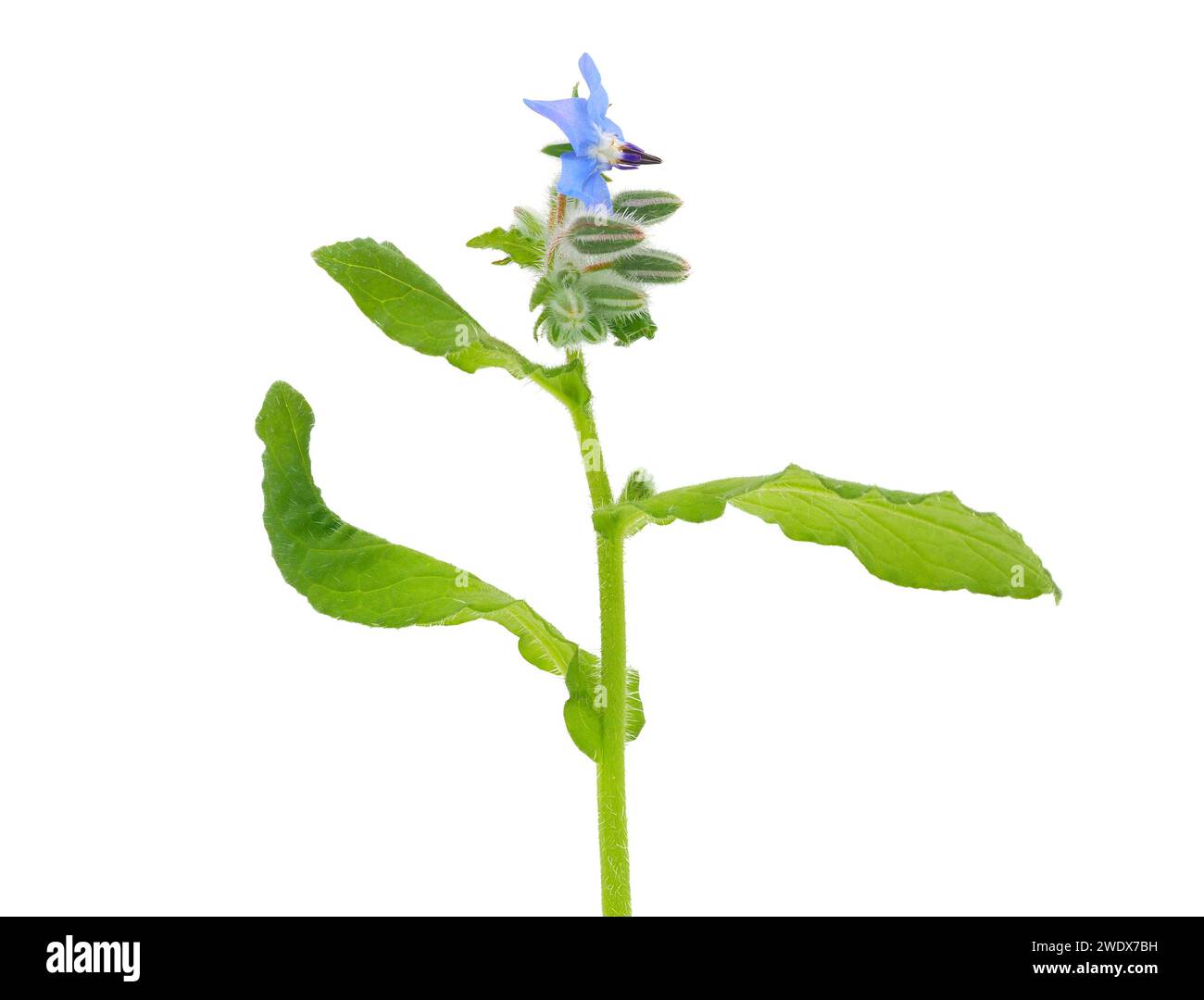 Starflower isolated on white background, Borago officinalis Stock Photo ...
