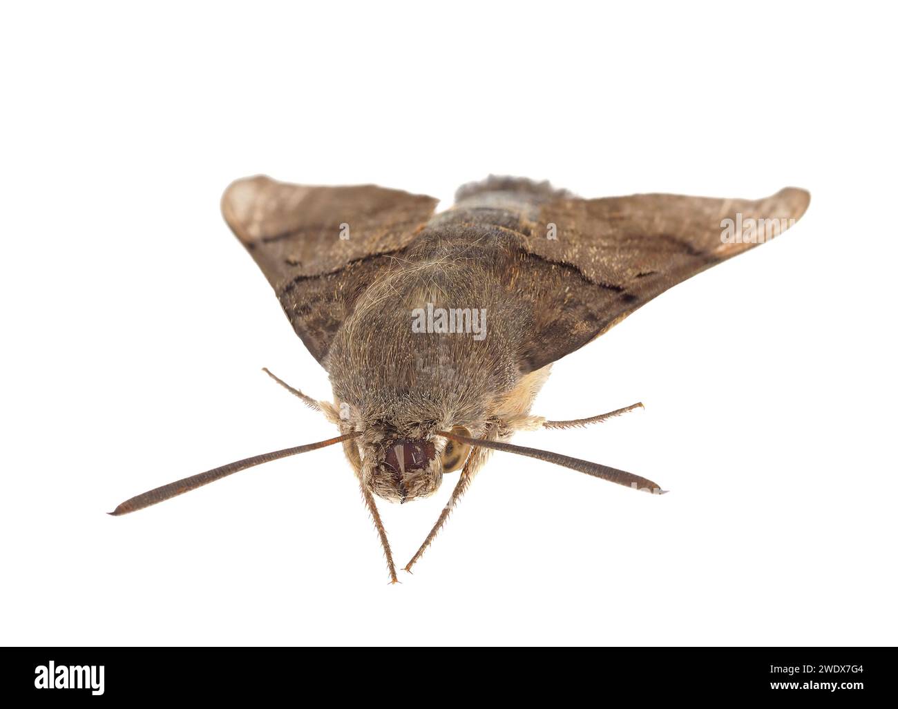 Hummingbird hawk-moth isolated on white background, Macroglossum ...