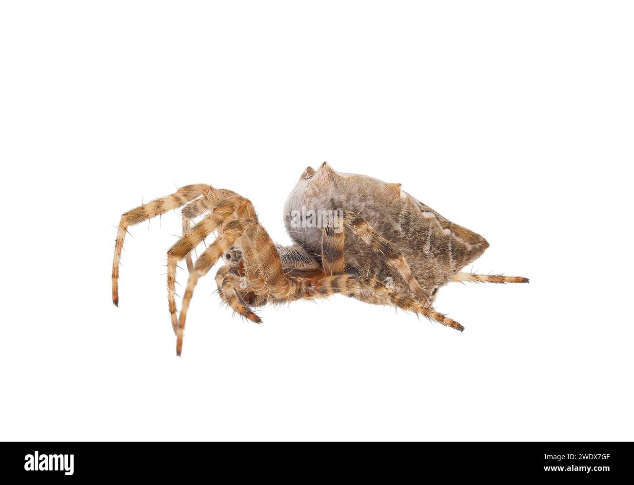 Brown tropical tent-web spider isolated on white background, Cyrtophora ...