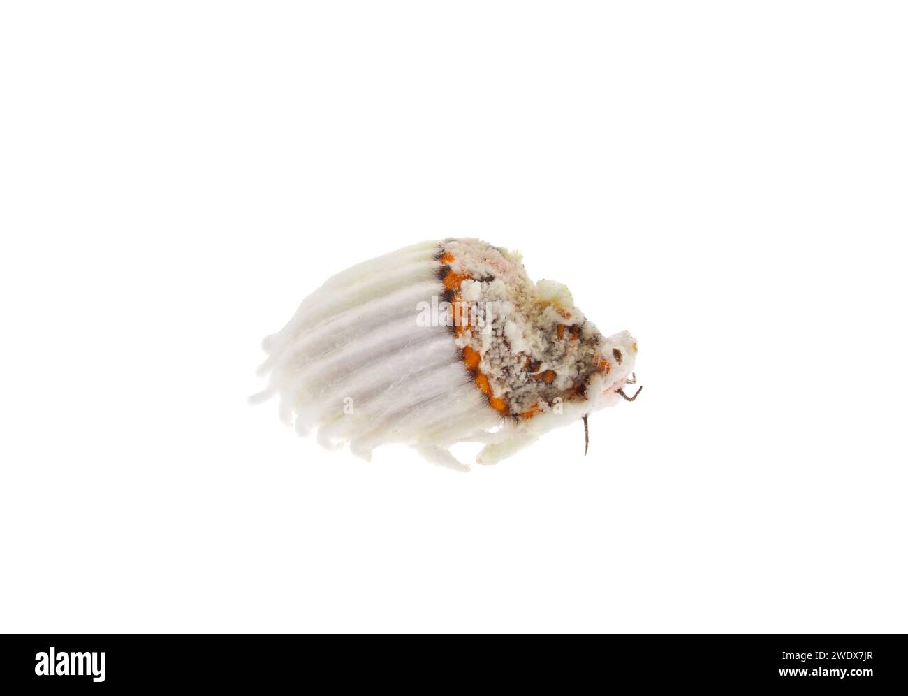 Cottony cushion scale isolated on white background, Icerya purchasi ...