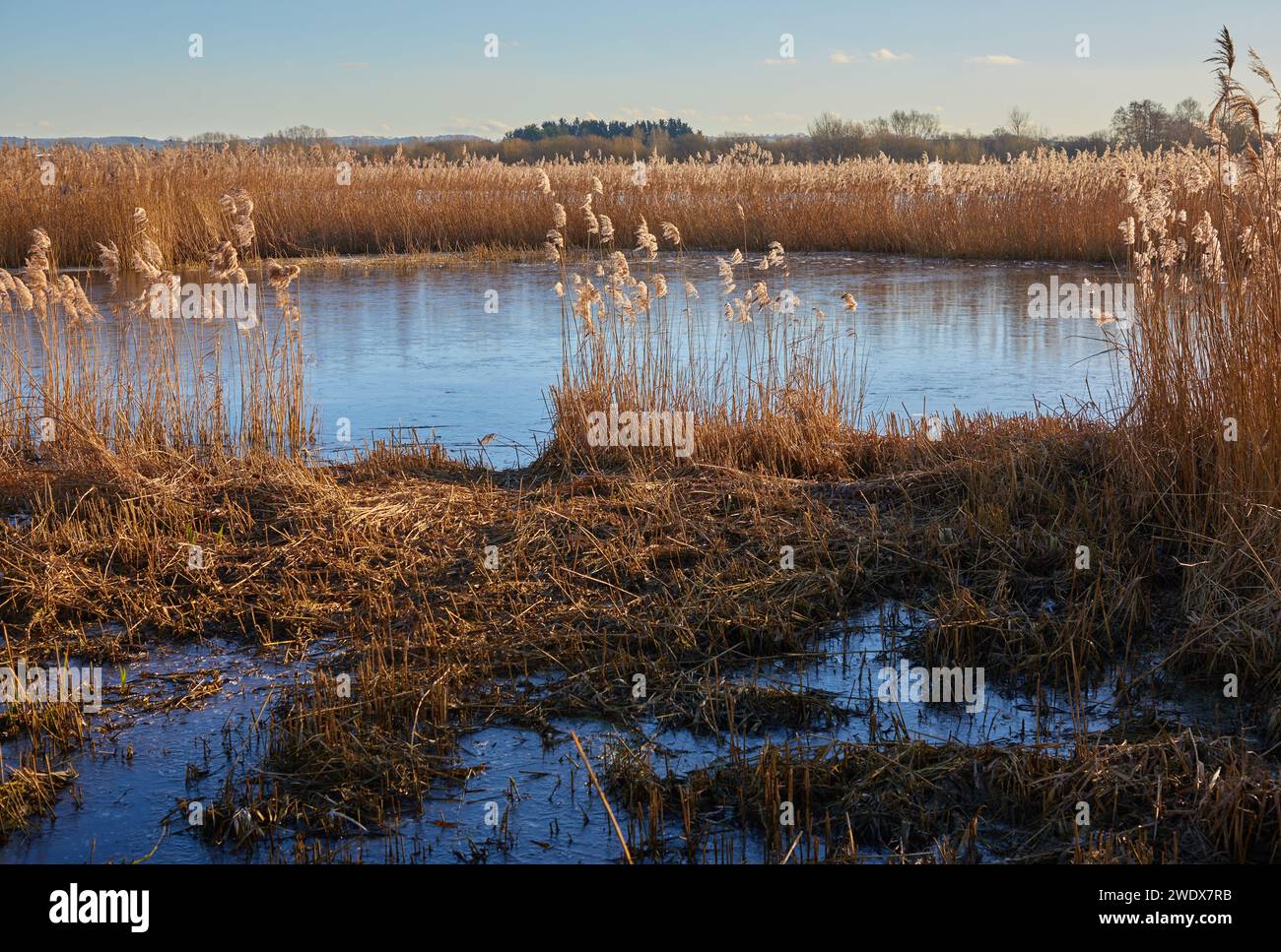 RSPB Ham Wall, Glastonbury, Somerset Stock Photo - Alamy