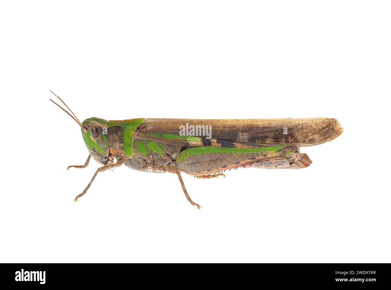 Slender green-winged grasshopper isolated on white background, Aiolopus ...