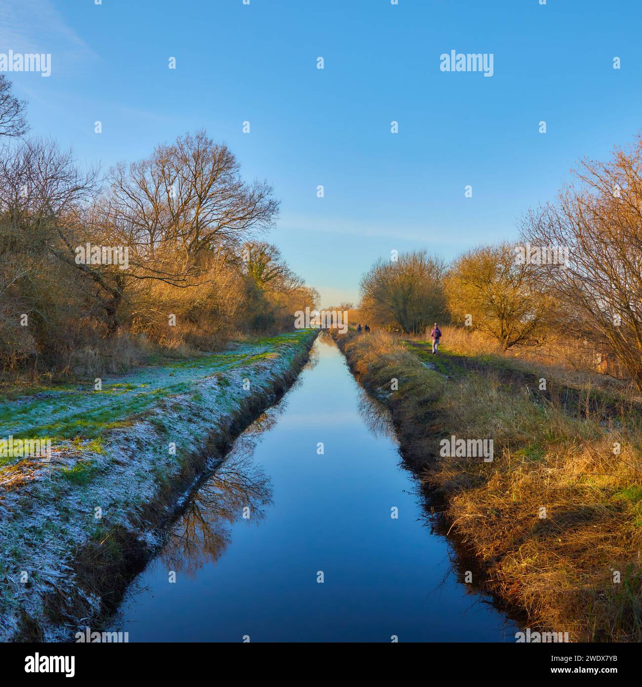 RSPB Ham Wall, Glastonbury, Somerset Stock Photo - Alamy