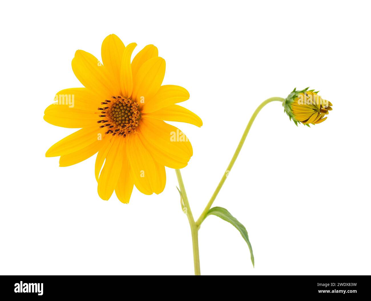 Cheerful sunflower isolated on white background, Helianthus laetiflorus ...