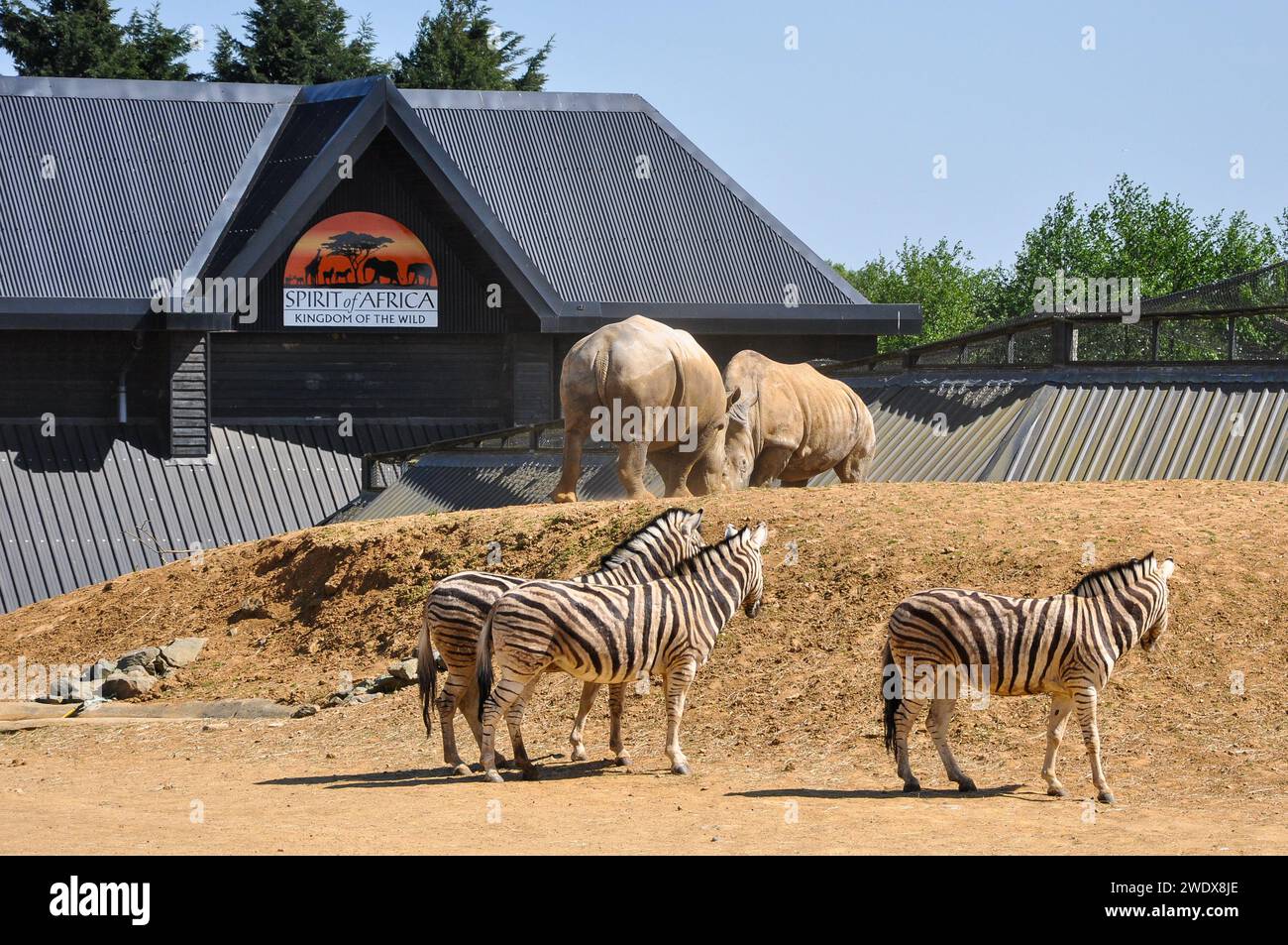 Spirit of Africa, Kingdom of the Wild enclosure at Colchester Zoo ...