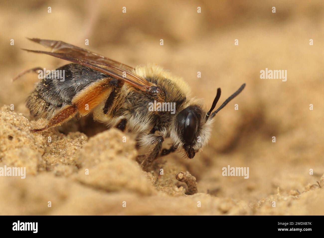 Natural closeup on a female grey gastered mining bee, Andrena tibialis ...