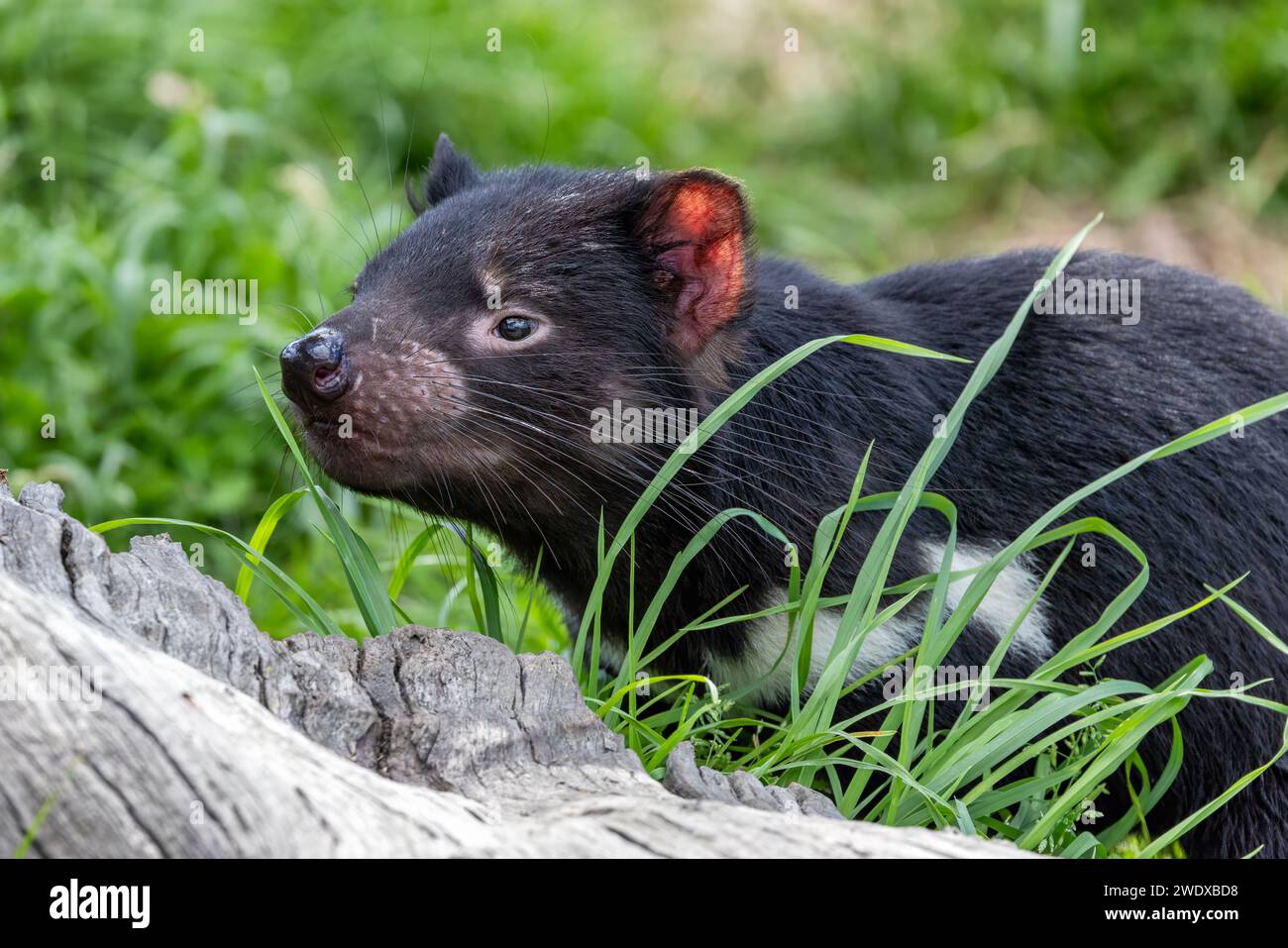 Tasmanian Devil, Sarcophilus harrisii, the largest carnivorous ...