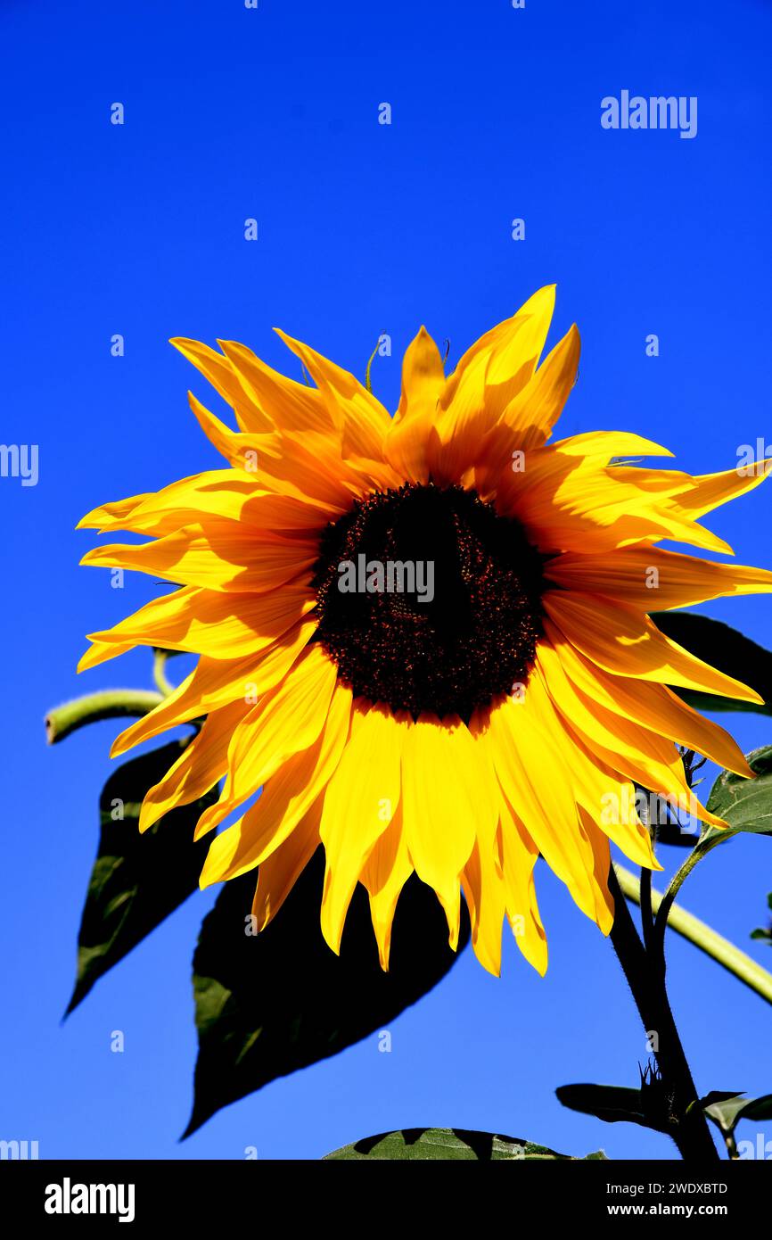 Copenhagen/Denmark 8th.September 2018. Sun flowers in sun shien weather ...