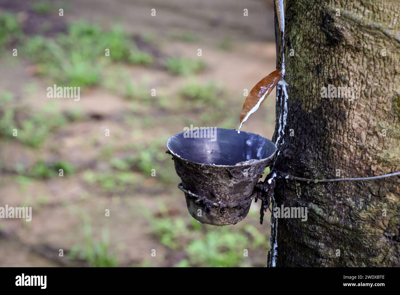 Rubber plantation harvesting latex from hi-res stock photography and ...