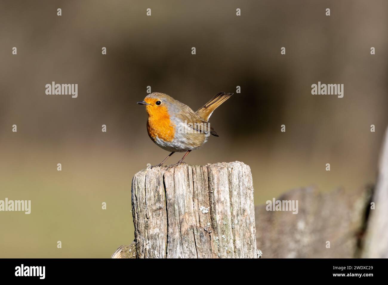 Robin bird winter hi-res stock photography and images - Alamy