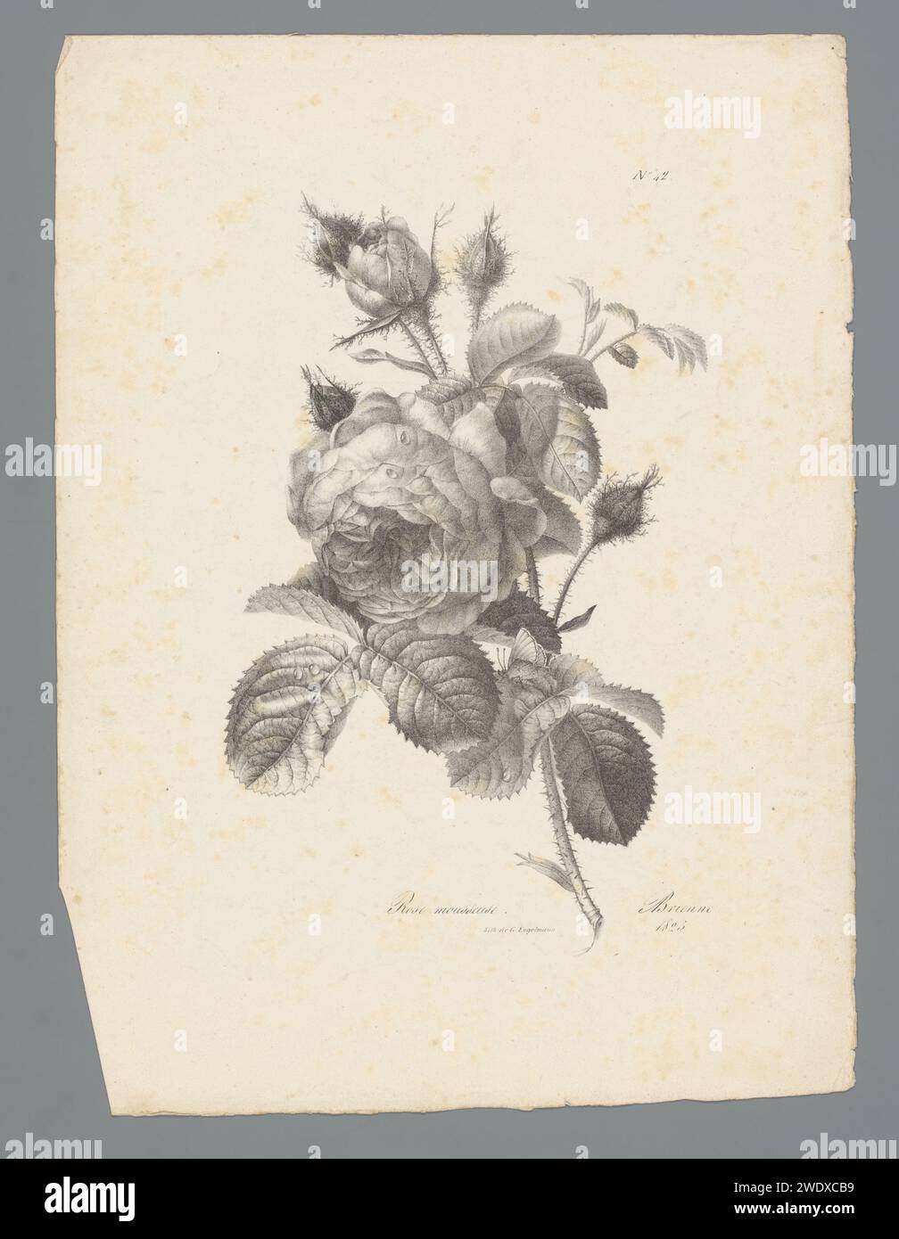 Auguste piquet de brienne hi-res stock photography and images - Alamy