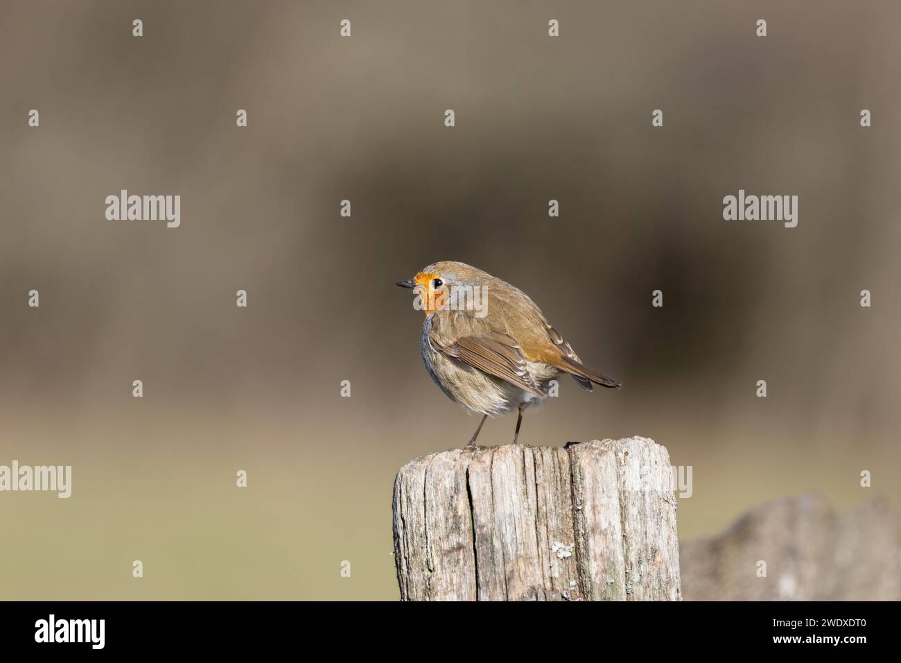 The robin bird winter Stock Photo - Alamy