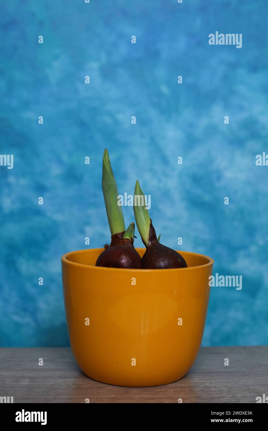 Sprout flower hi-res stock photography and images - Alamy