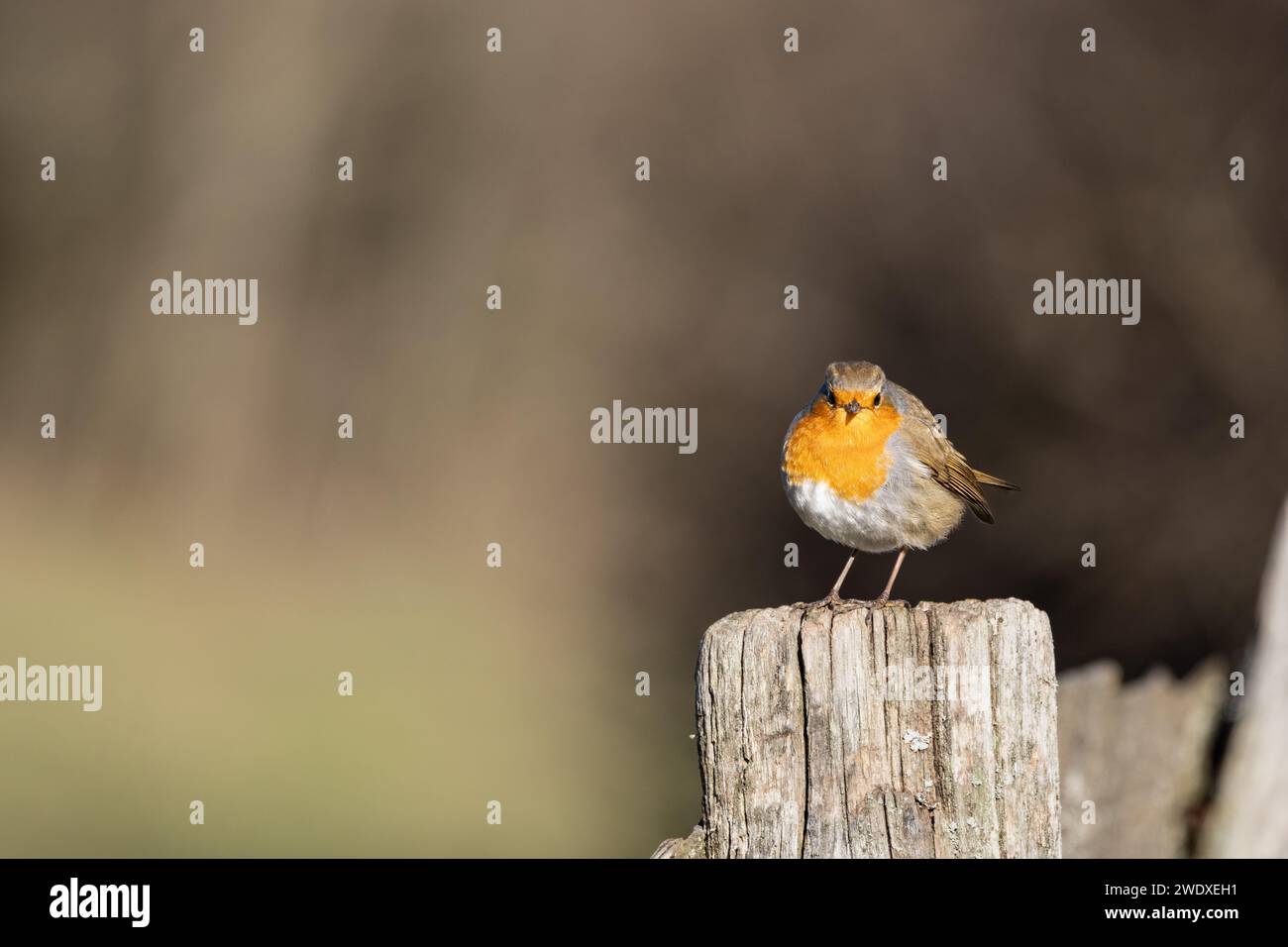 Wild bird in nature hi-res stock photography and images - Alamy