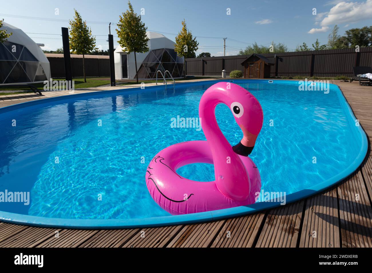 pink flamingos in the pool Stock Photo - Alamy