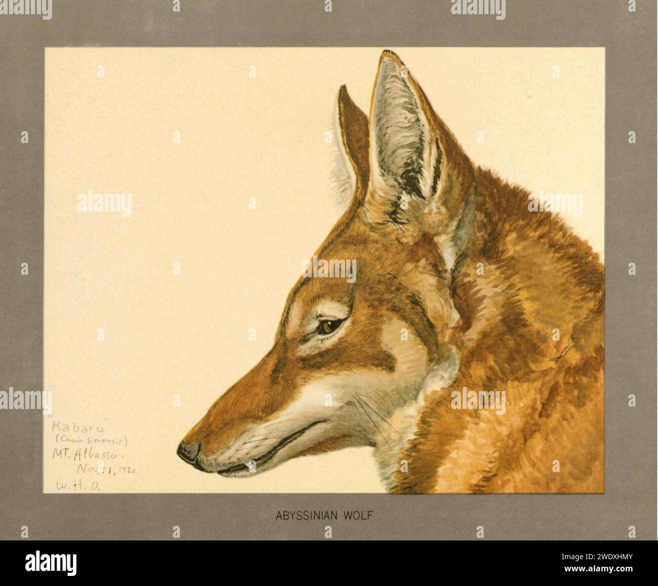 Abyssinian wolf hi-res stock photography and images - Alamy