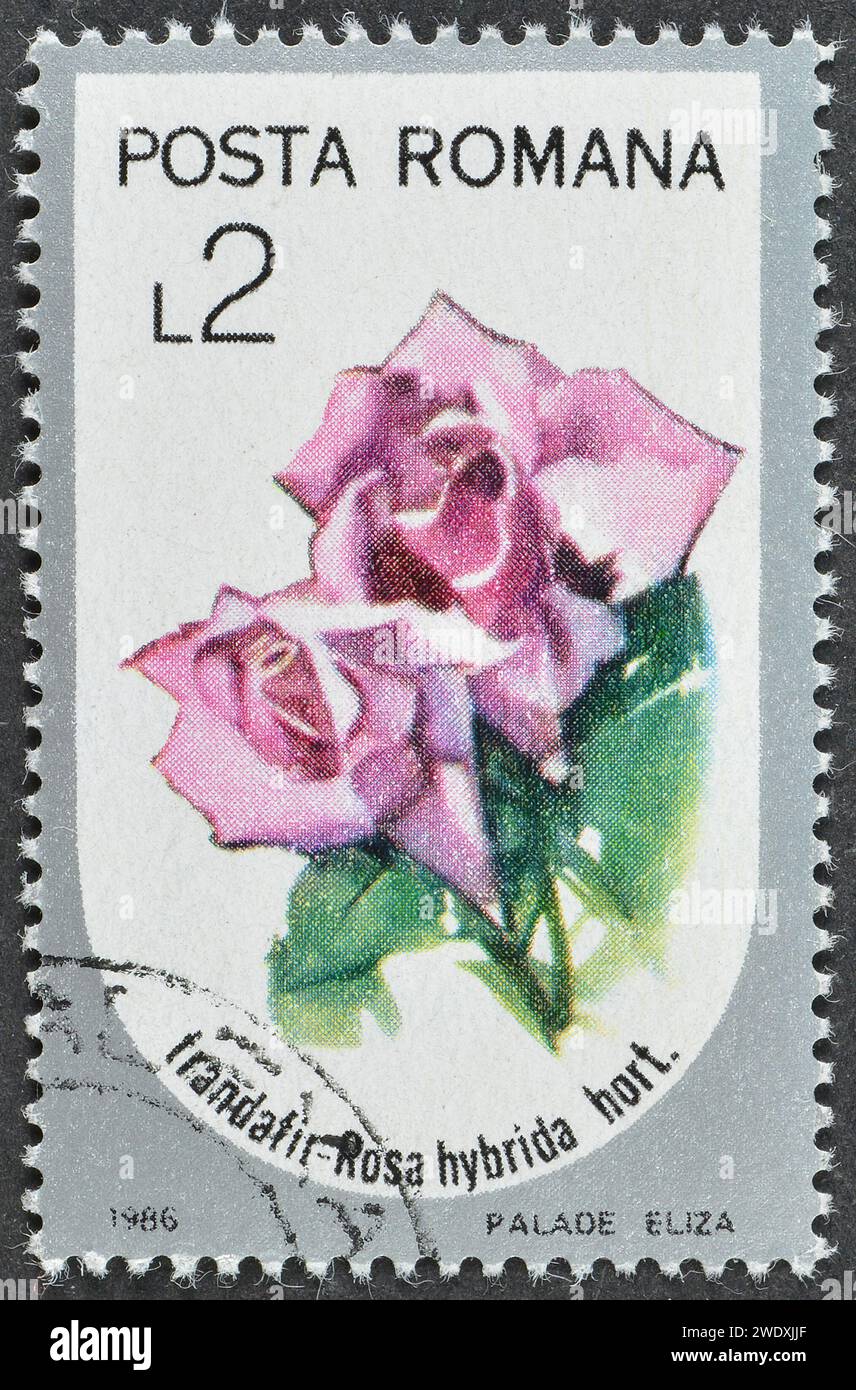 Cancelled postage stamp printed by Romania, that shows Rose (Rosa ...