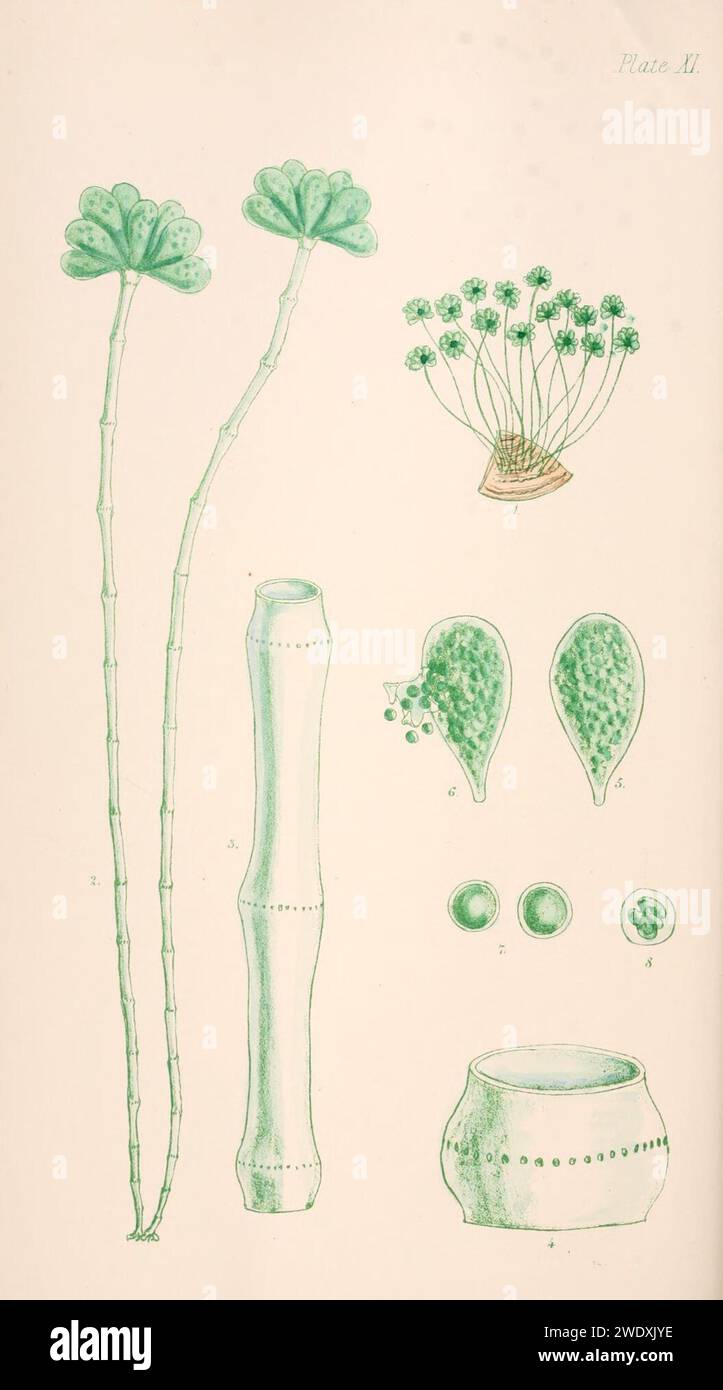 Acetabularia hi-res stock photography and images - Alamy