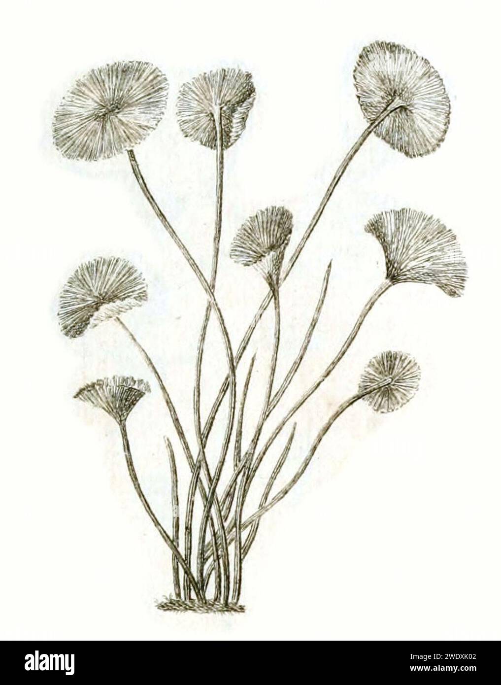 Acetabularia hi-res stock photography and images - Alamy