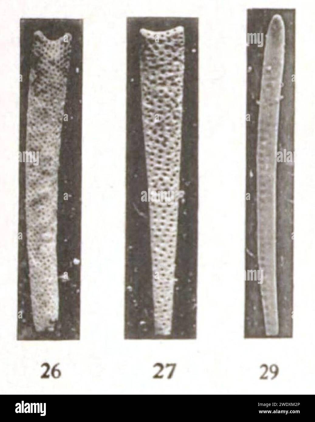 Morellet hi-res stock photography and images - Alamy