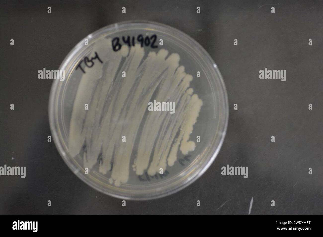 Acinetobacter lactucae NRRL B-41902 (Type Strain Stock Photo - Alamy