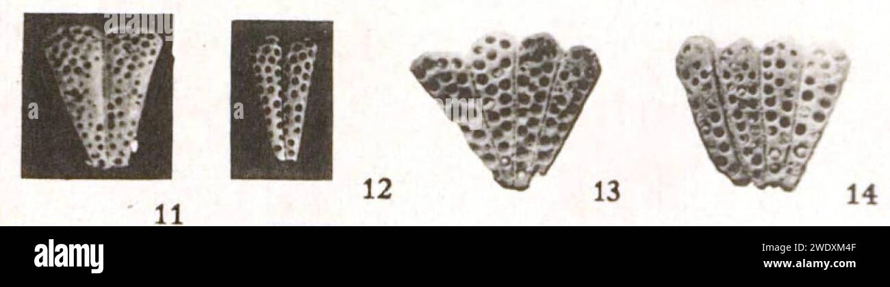 Morellet hi-res stock photography and images - Alamy