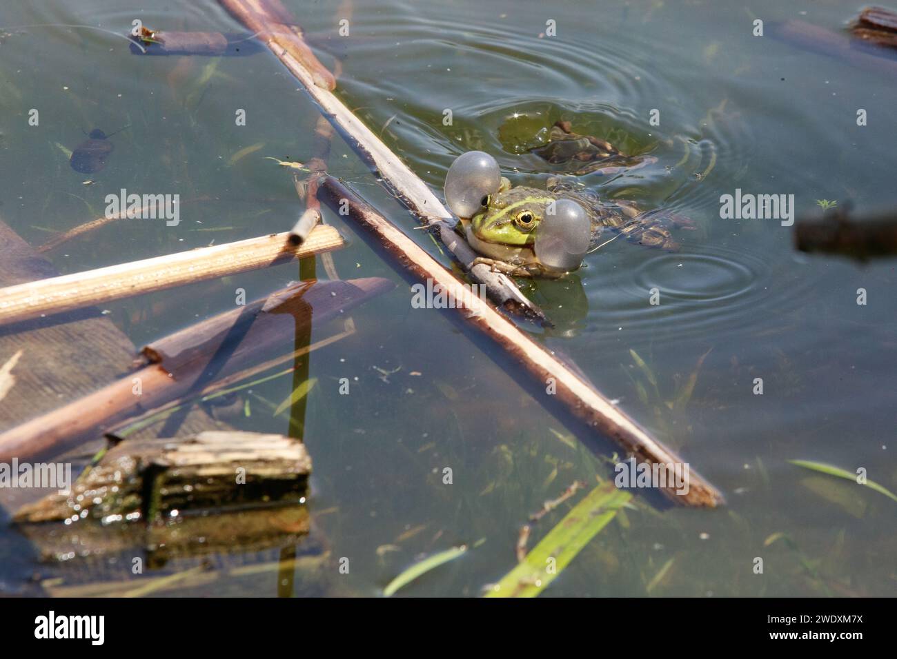 toad in the lake, very realistic, the toad makes eye contact Stock ...