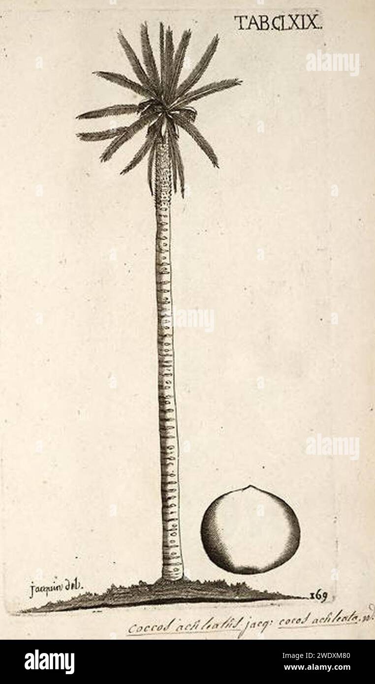 Acrocomia aculeata mobot31753002894886 0344 Stock Photo - Alamy