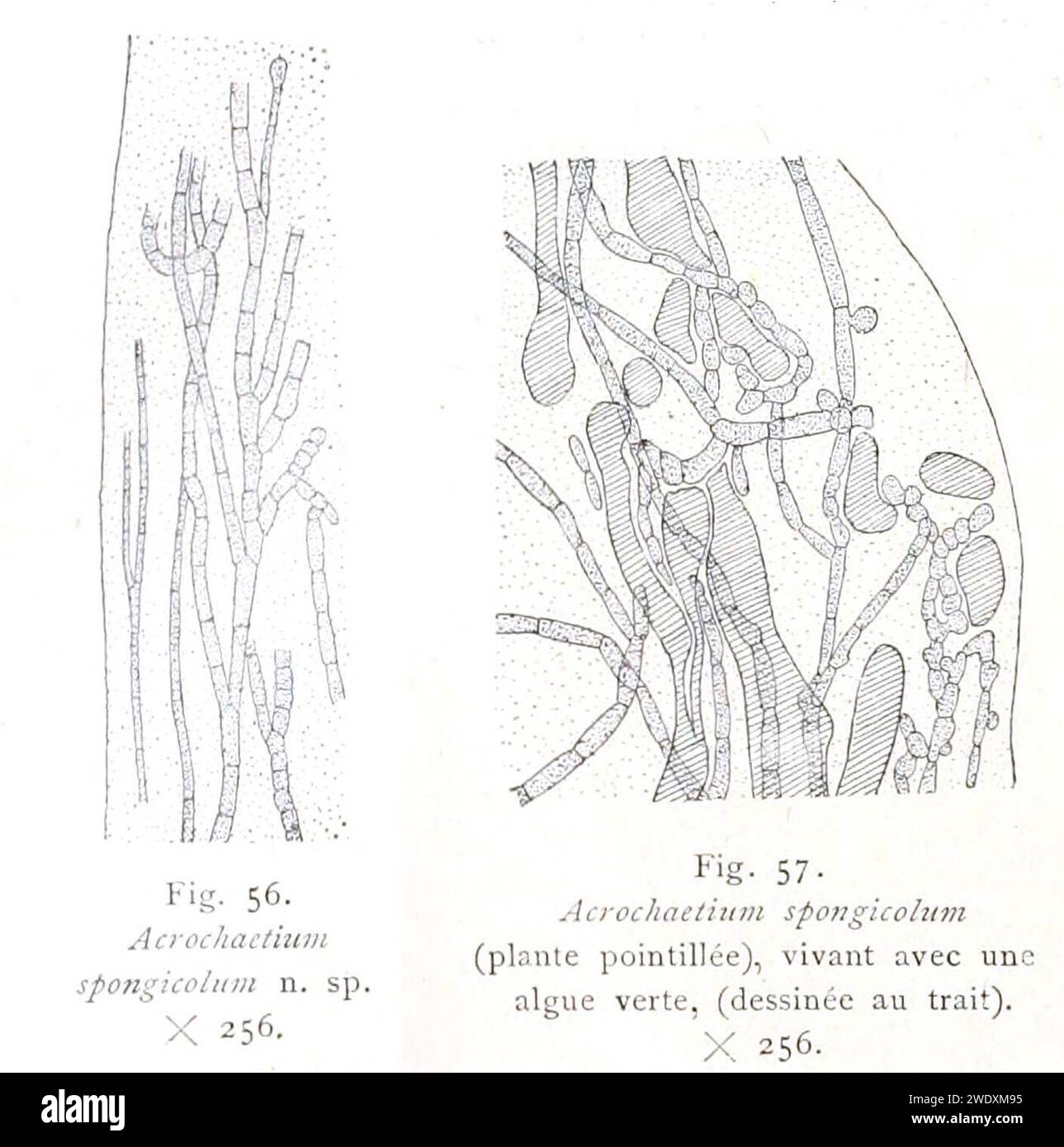 Spongicola hi-res stock photography and images - Alamy