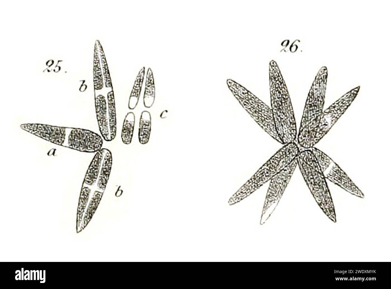 Lagerheim hi-res stock photography and images - Alamy