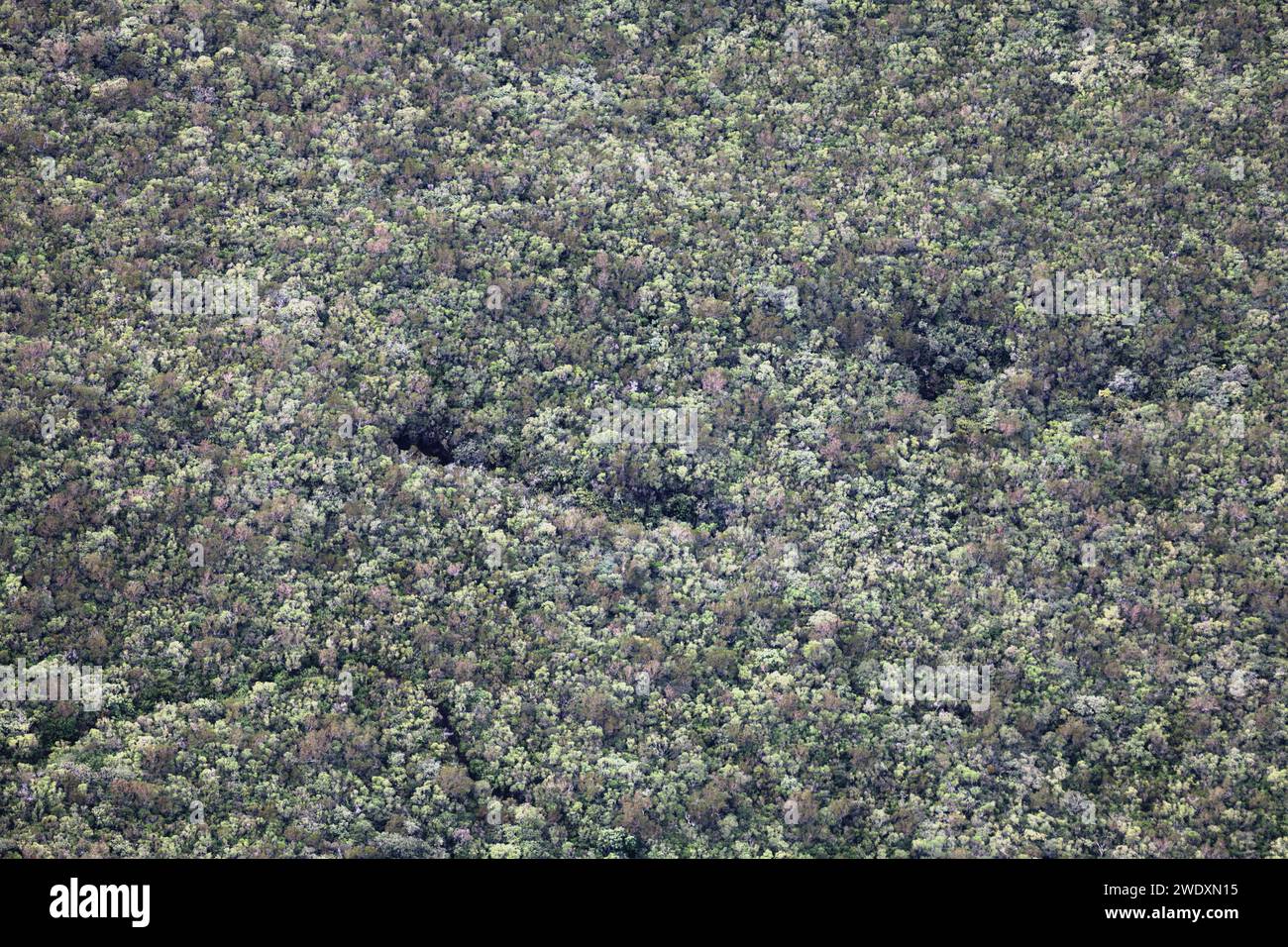 Canopy of the forest lying on the valley of the Rivière des Remparts in ...