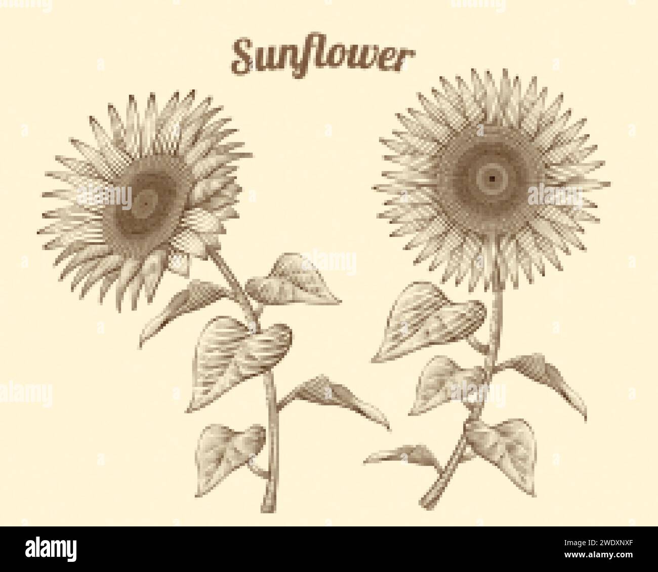 Beautiful fresh sunflowers Stock Vector Images - Alamy