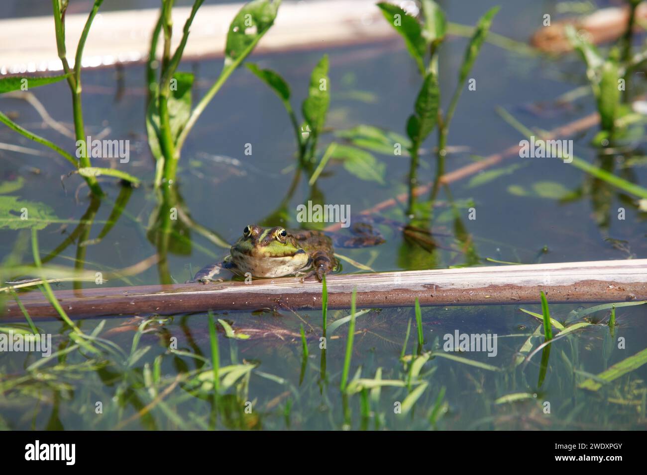 the toad in the lake looks into the eyes, around the greenery and ...