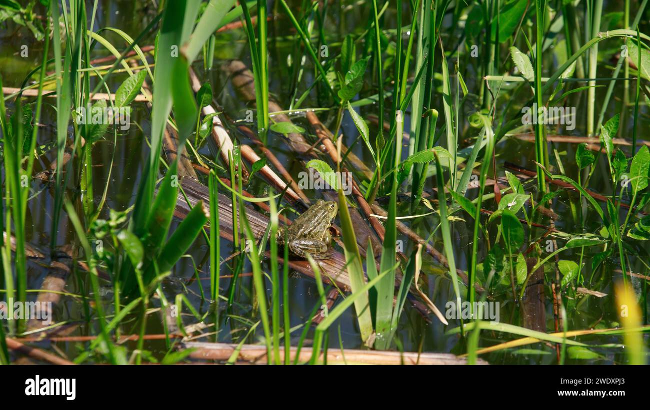 toad in the lake sits on a stick,, the toad looks into the eyes ...
